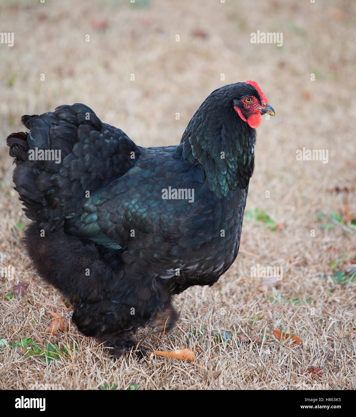 Gallina di pollo nero immagini e fotografie stock ad alta risoluzione ...