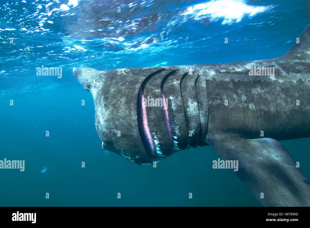 Lo squalo elefante (Cetorhinus maximus) filtro di alimentazione, Ebridi ...