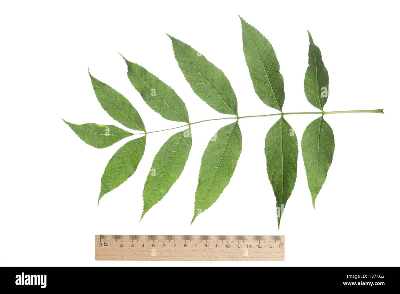 Fraxinus excelsior leaf immagini e fotografie stock ad alta risoluzione ...