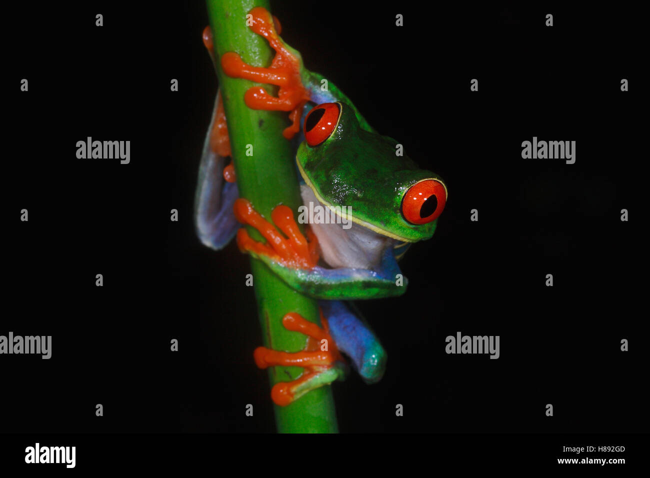 Misfit foglia (Rana Agalychnis saltator) ritratto a La Selva, Costa ...