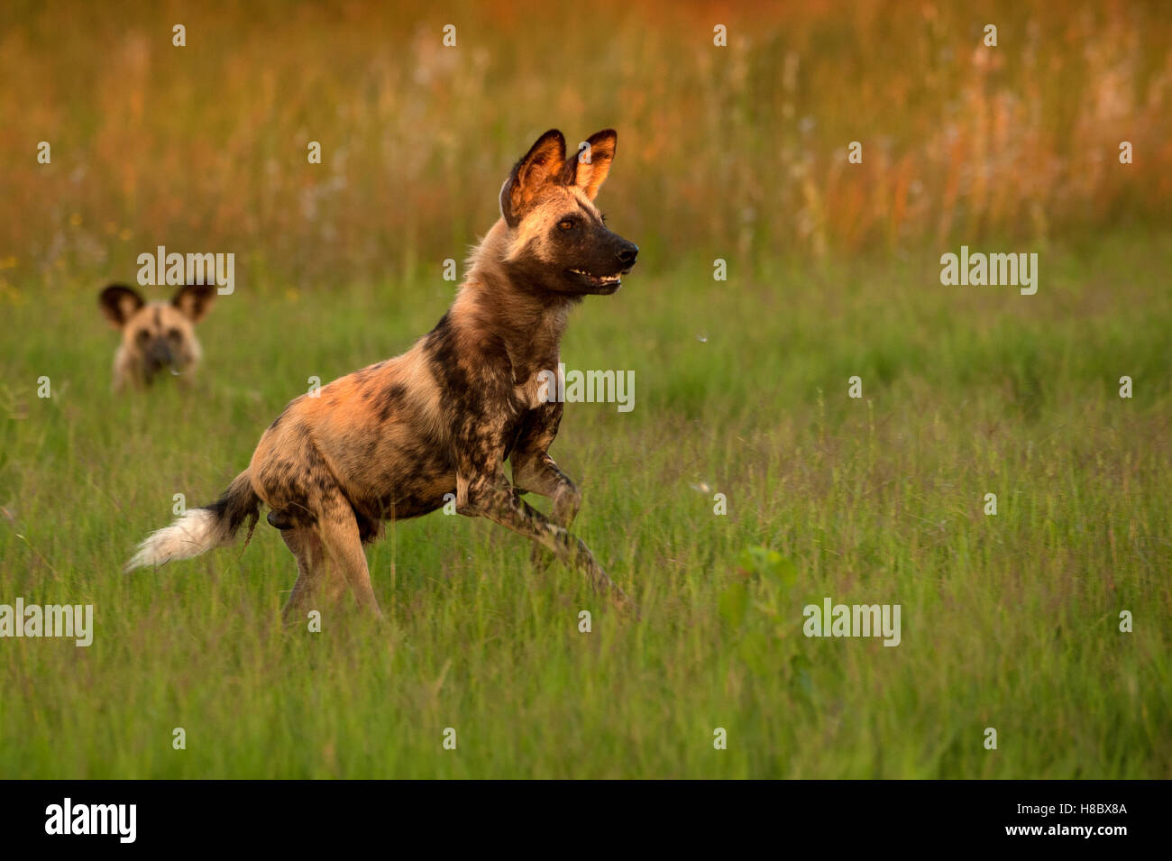 African hunting dogs immagini e fotografie stock ad alta risoluzione ...