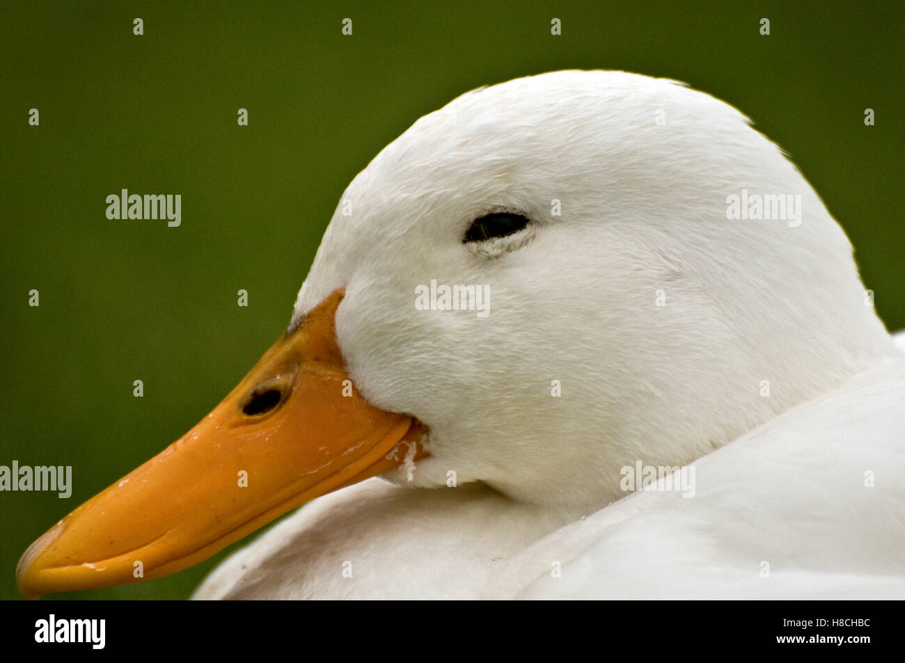 Posatoio d'anatra immagini e fotografie stock ad alta risoluzione - Alamy