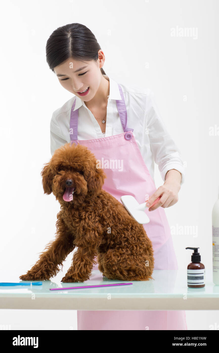 Poodle groomer grooming table immagini e fotografie stock ad alta ...