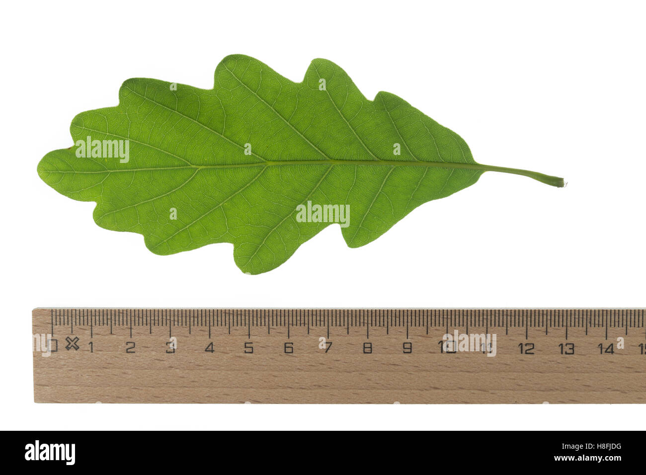 Trauben-Eiche, Traubeneiche, Wintereiche, Eiche, Quercus petraea ...