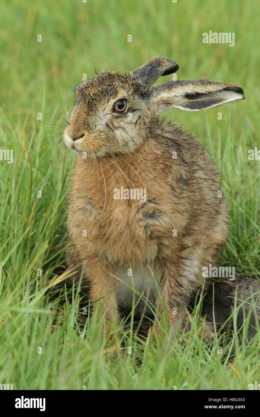 Lepre bagnata immagini e fotografie stock ad alta risoluzione - Alamy