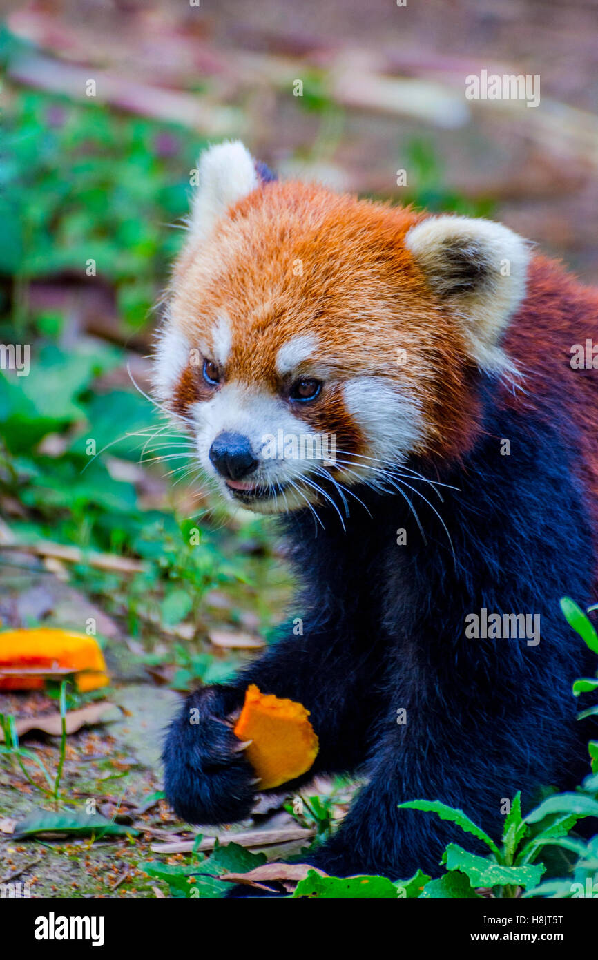 Panda rosso (Ailurus fulgens) o minore panda mangiare zucche Foto stock ...