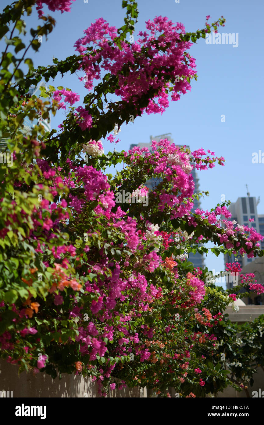 Fiori dubai immagini e fotografie stock ad alta risoluzione - Alamy