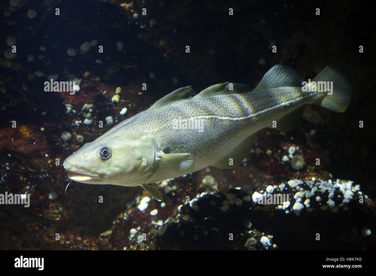 Merluzzi atlantici gadus morhua immagini e fotografie stock ad alta ...