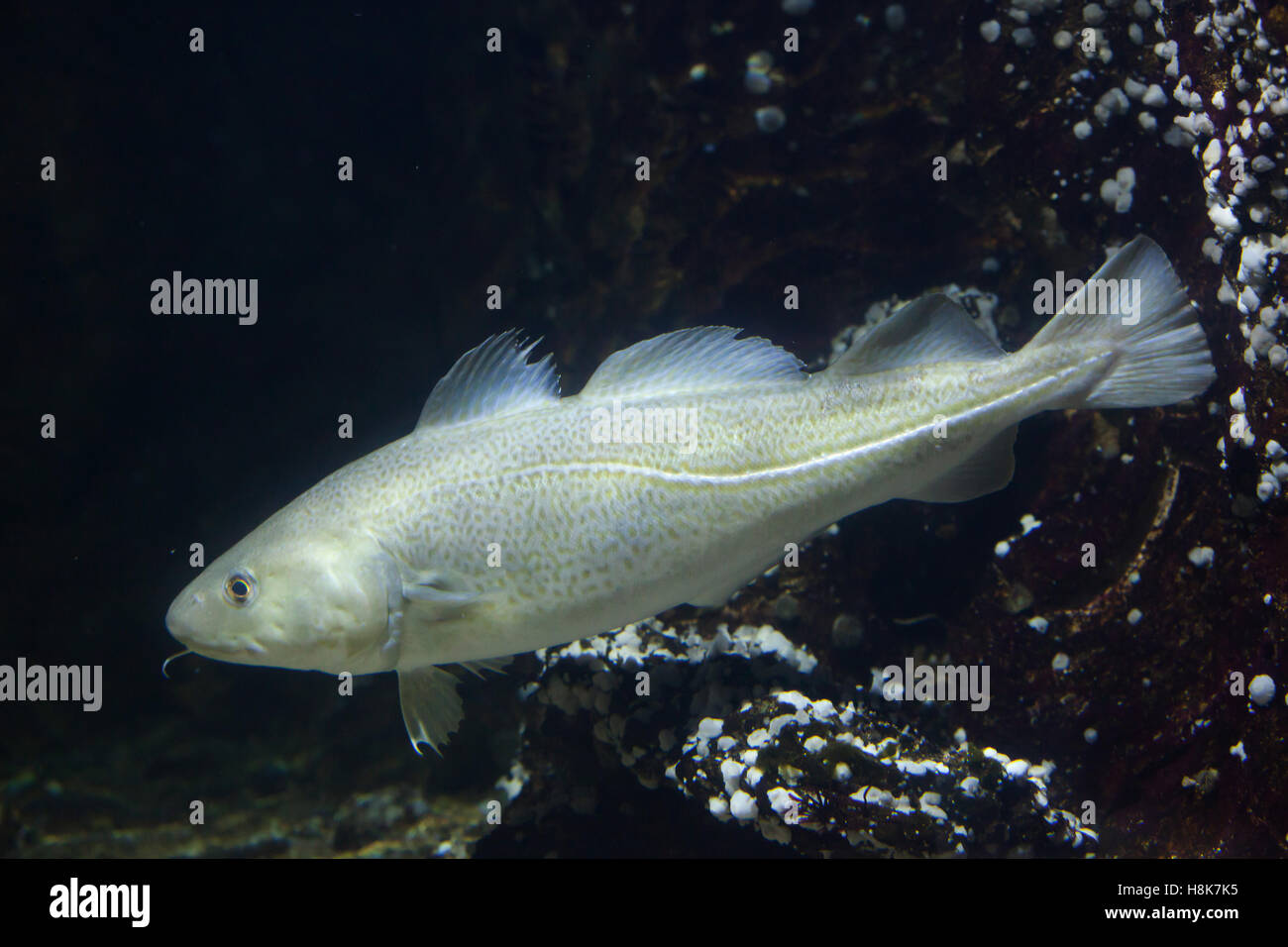 Merluzzi atlantici gadus morhua immagini e fotografie stock ad alta ...