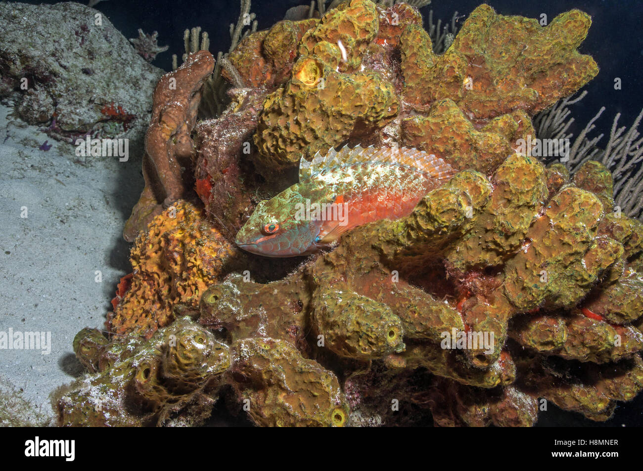 Pappagallo che dorme immagini e fotografie stock ad alta risoluzione ...