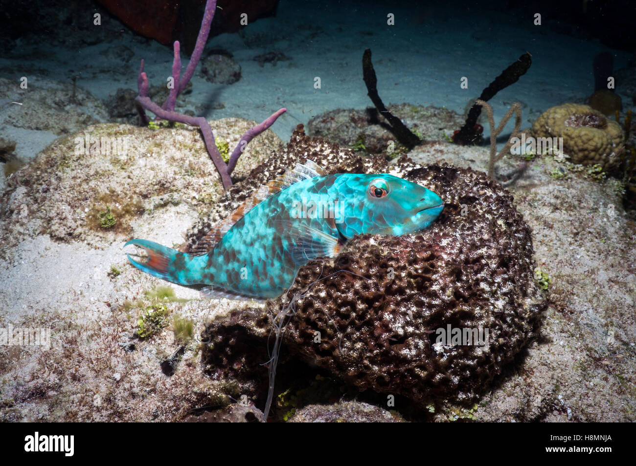 Pappagallo che dorme immagini e fotografie stock ad alta risoluzione ...
