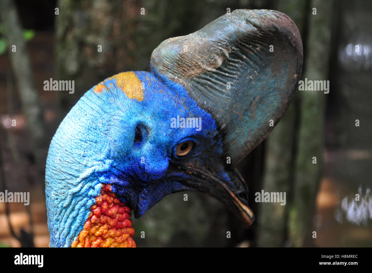Piume casuarius casuarius queensland casuarius immagini e fotografie ...