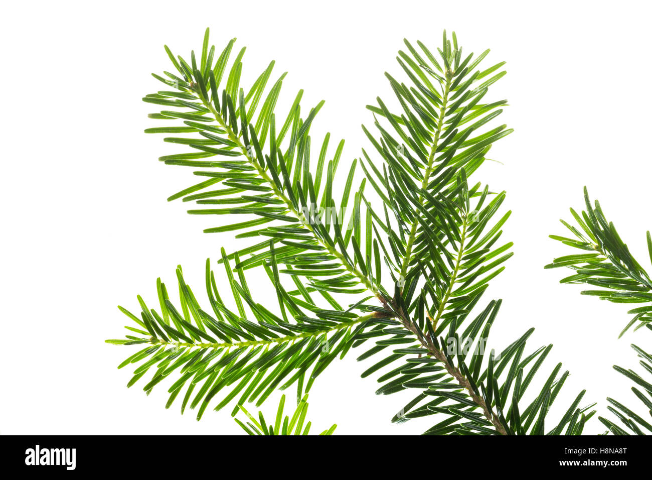 Weiß-Tanne, Weißtanne, Weisstanne, Edeltanne, Silbertanne, Tanne, Abies ...