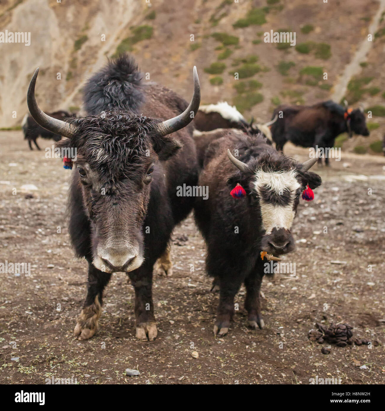 Villaggio di yak immagini e fotografie stock ad alta risoluzione - Alamy