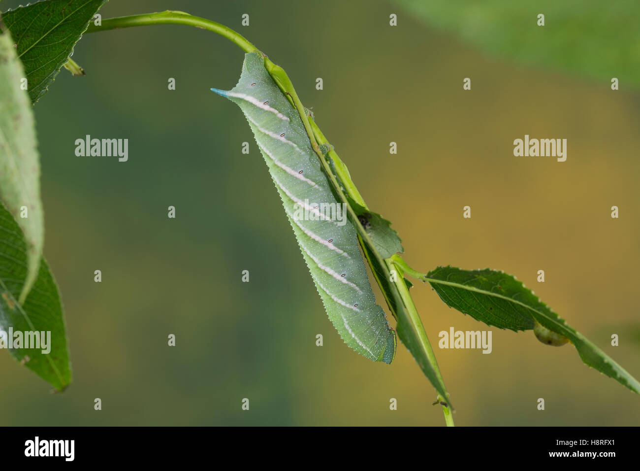 Abendpfauenauge, Raupe frisst un Weide, Abend-Pfauenauge, Smerinthus ...