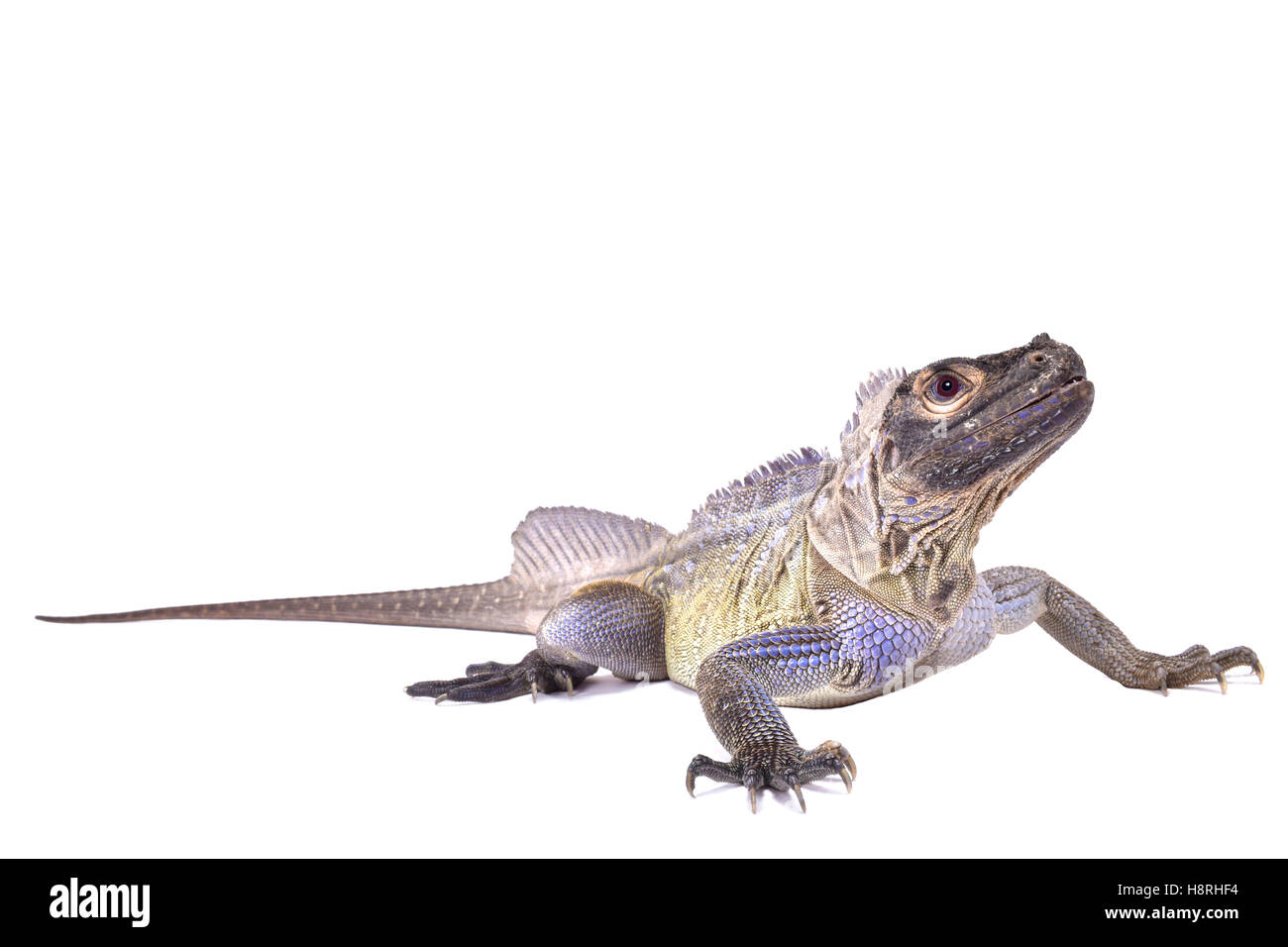 Philippine sailfin lizard immagini e fotografie stock ad alta ...