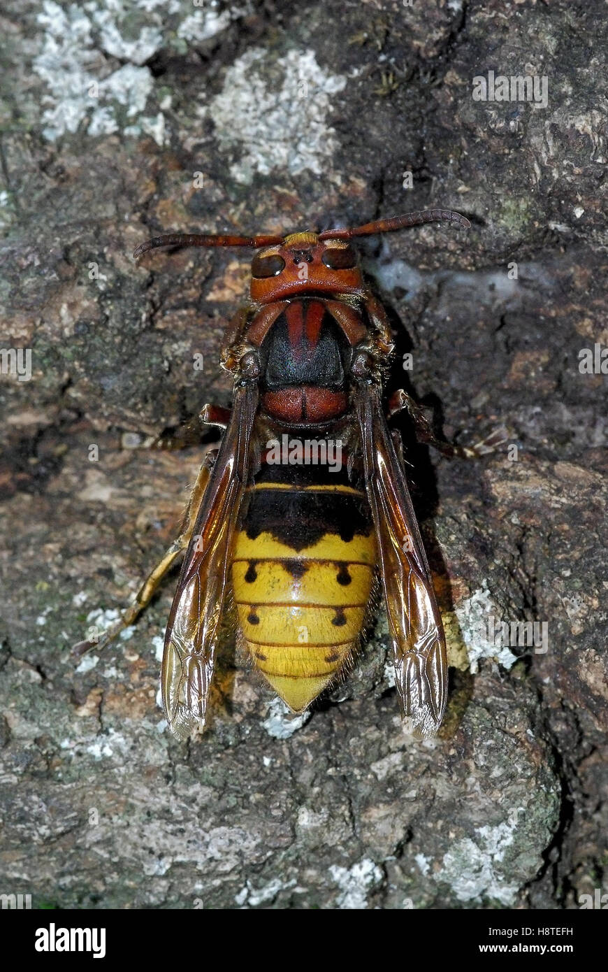 Vespa del calabrone europeo immagini e fotografie stock ad alta ...