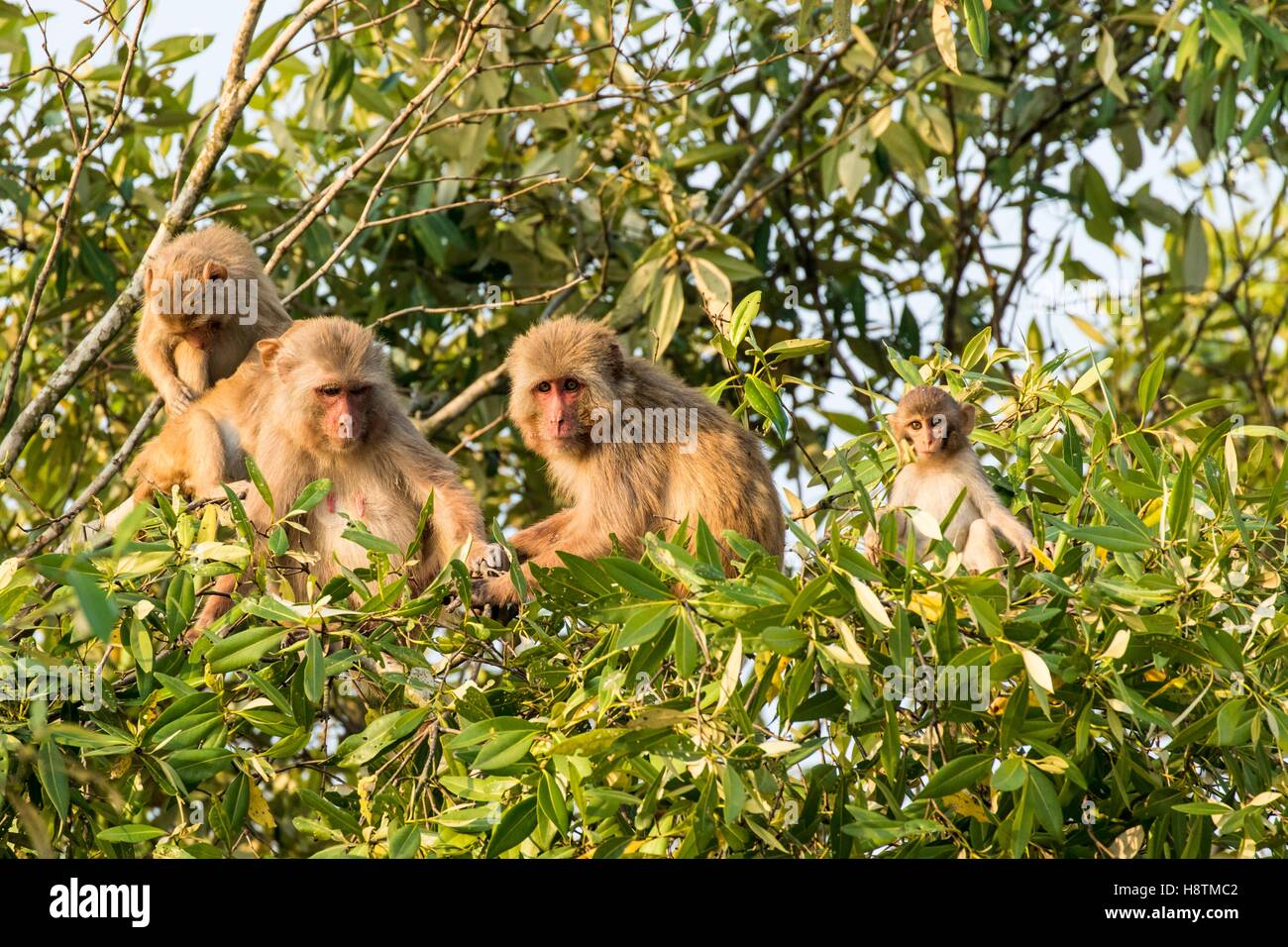 India Macaca Mulatta Primate Old World Rhesus Monkey Macaque Immagini e Fotos Stock - Alamy