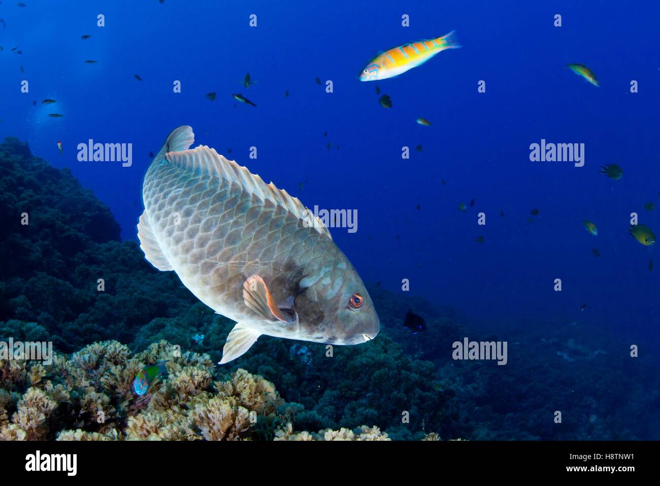 Pesce pappagallo europeo immagini e fotografie stock ad alta ...