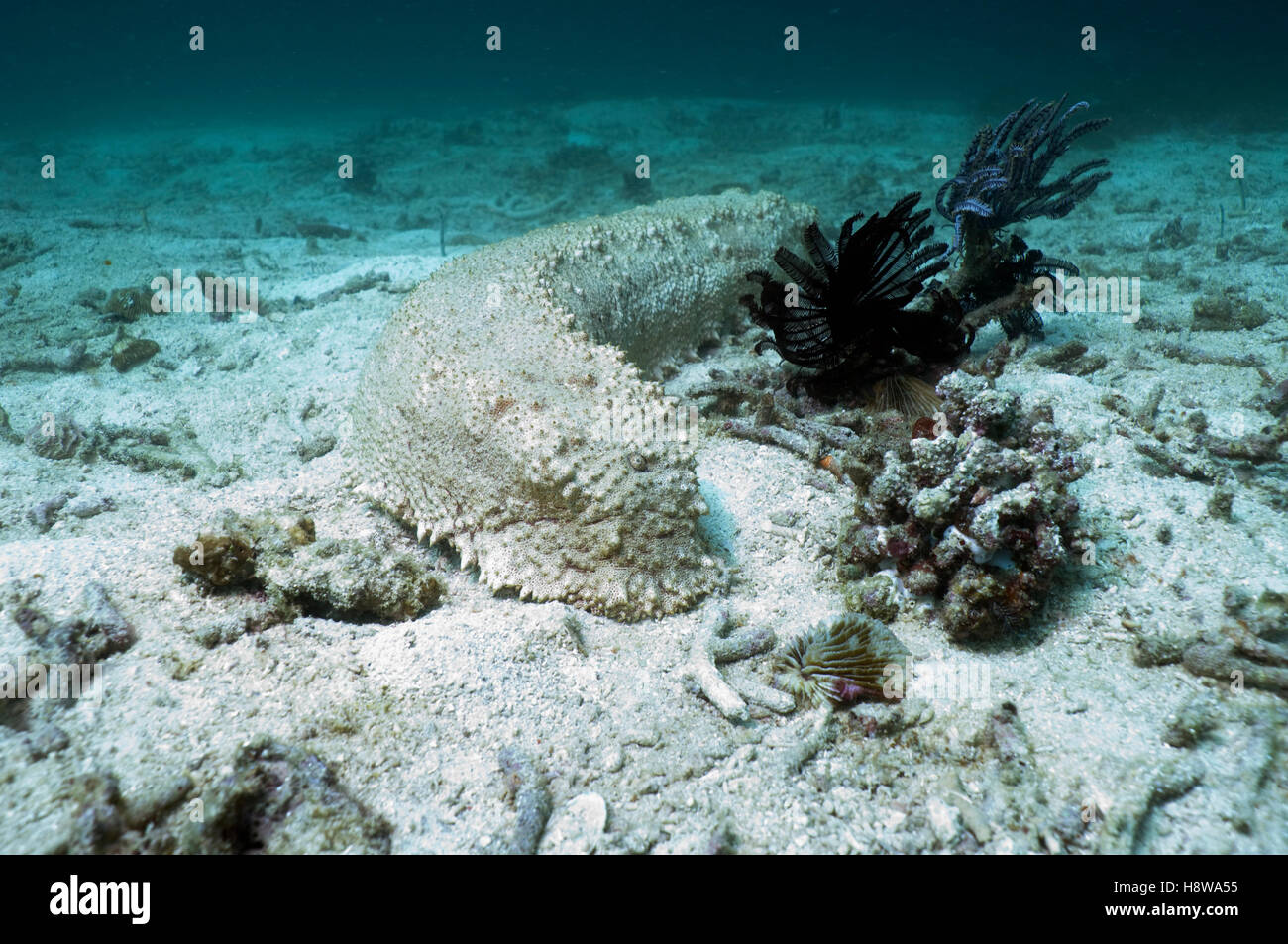 Thelenota anax immagini e fotografie stock ad alta risoluzione - Alamy