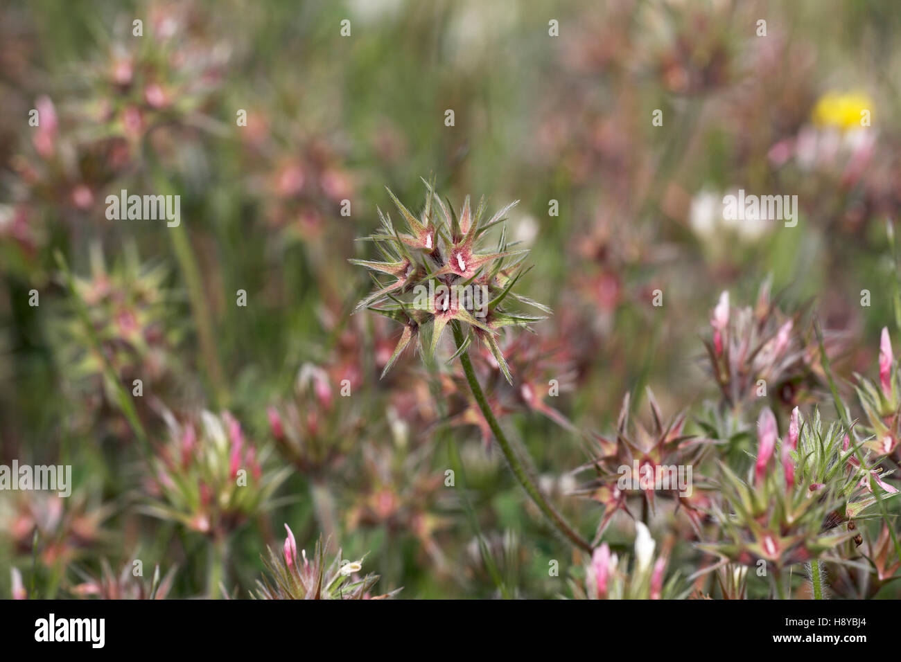 Star clover immagini e fotografie stock ad alta risoluzione - Alamy