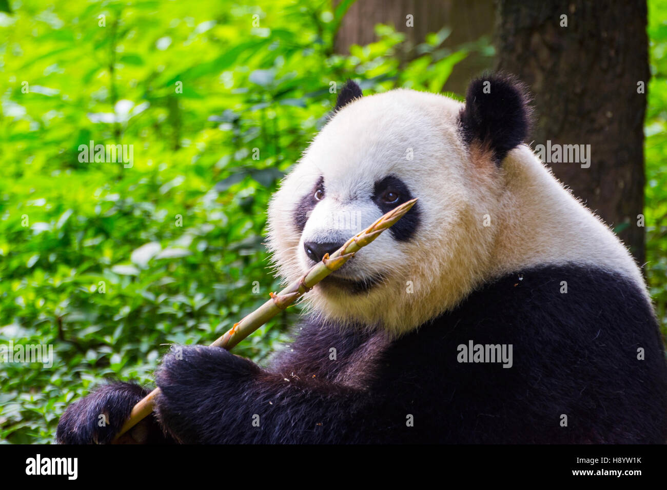 Panda gigante orso (Ailuropoda melanoleuca) sedersi e mangiare bambù ...