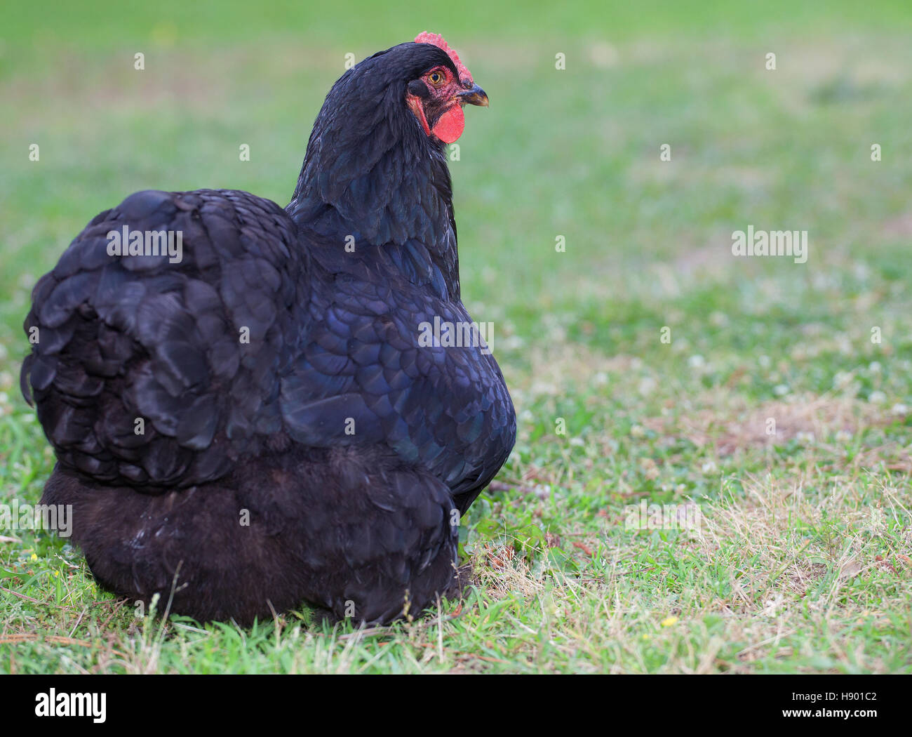 Gallina di pollo nero immagini e fotografie stock ad alta risoluzione ...