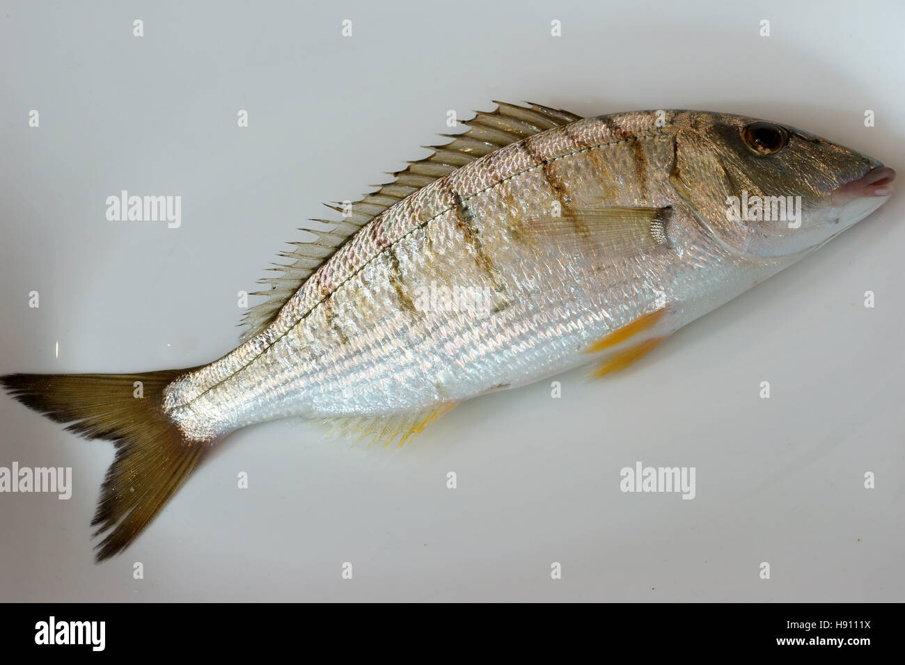 Mormoras Lithognatus mormyrus mormora pesce pesce fresco il cibo Foto ...