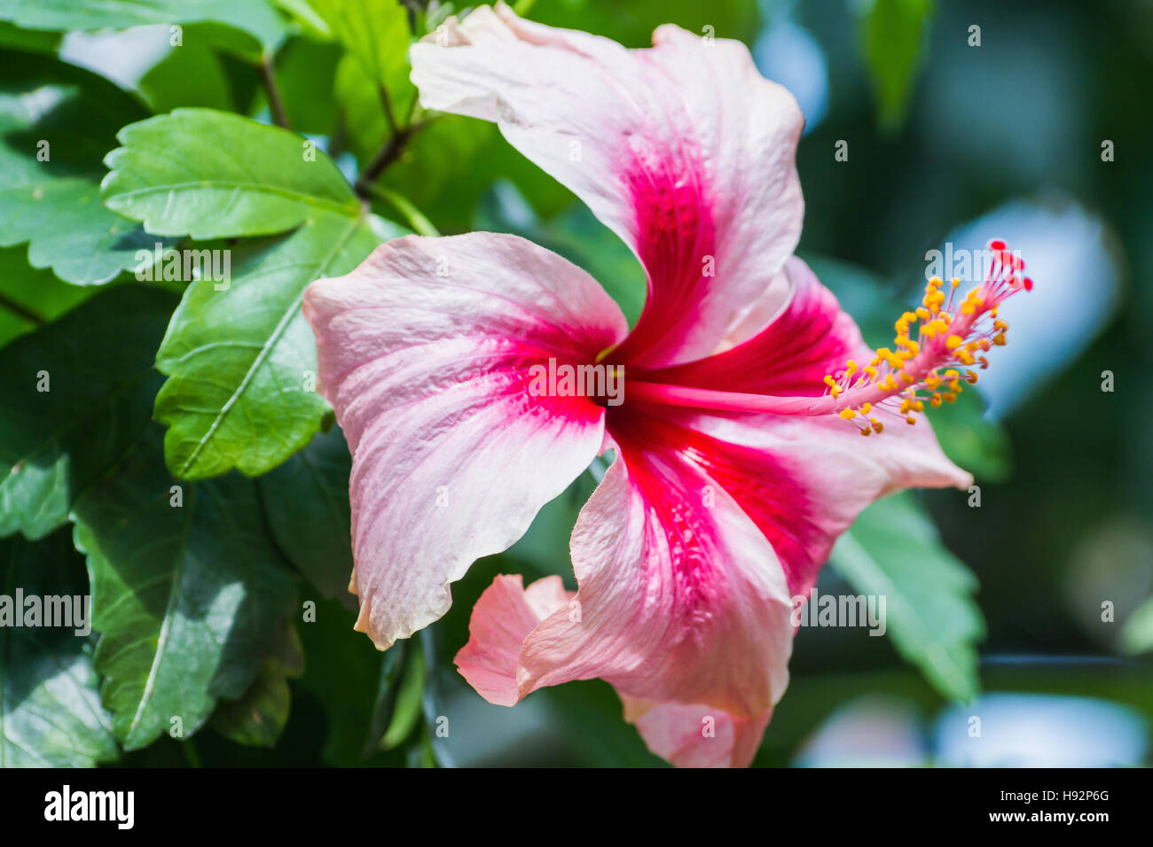 Polline delle piante immagini e fotografie stock ad alta risoluzione ...