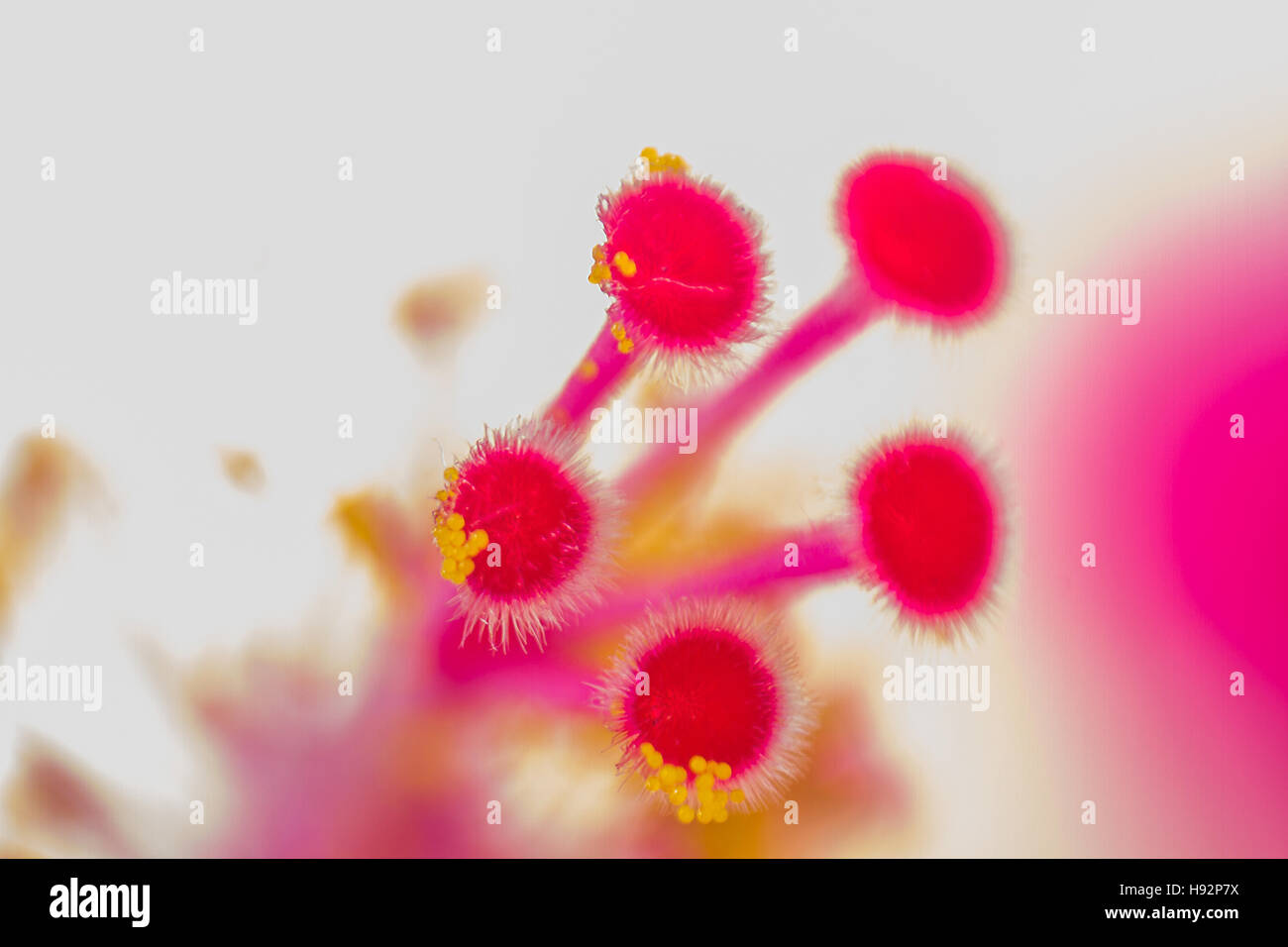 Polline delle piante immagini e fotografie stock ad alta risoluzione ...