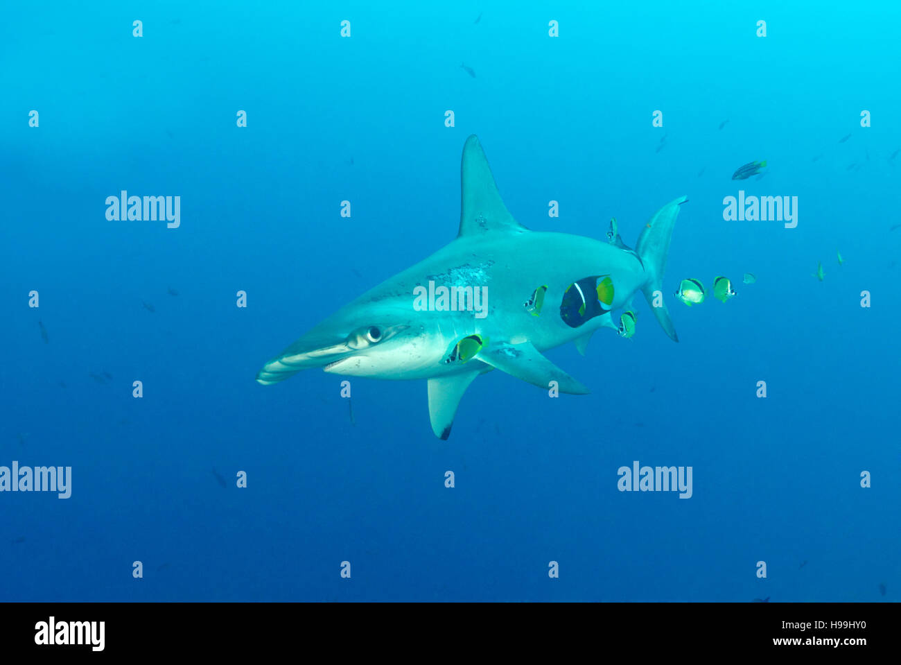 Squalo angelo pacifico immagini e fotografie stock ad alta risoluzione ...