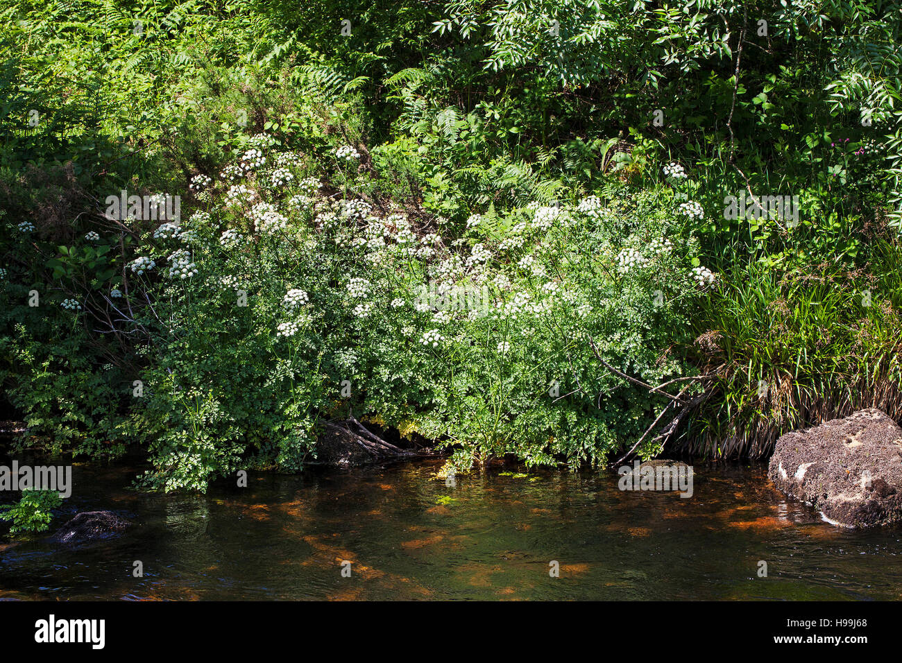 La cicuta acqua dropwort Oenanthe crocata in Oriente Dart River ...