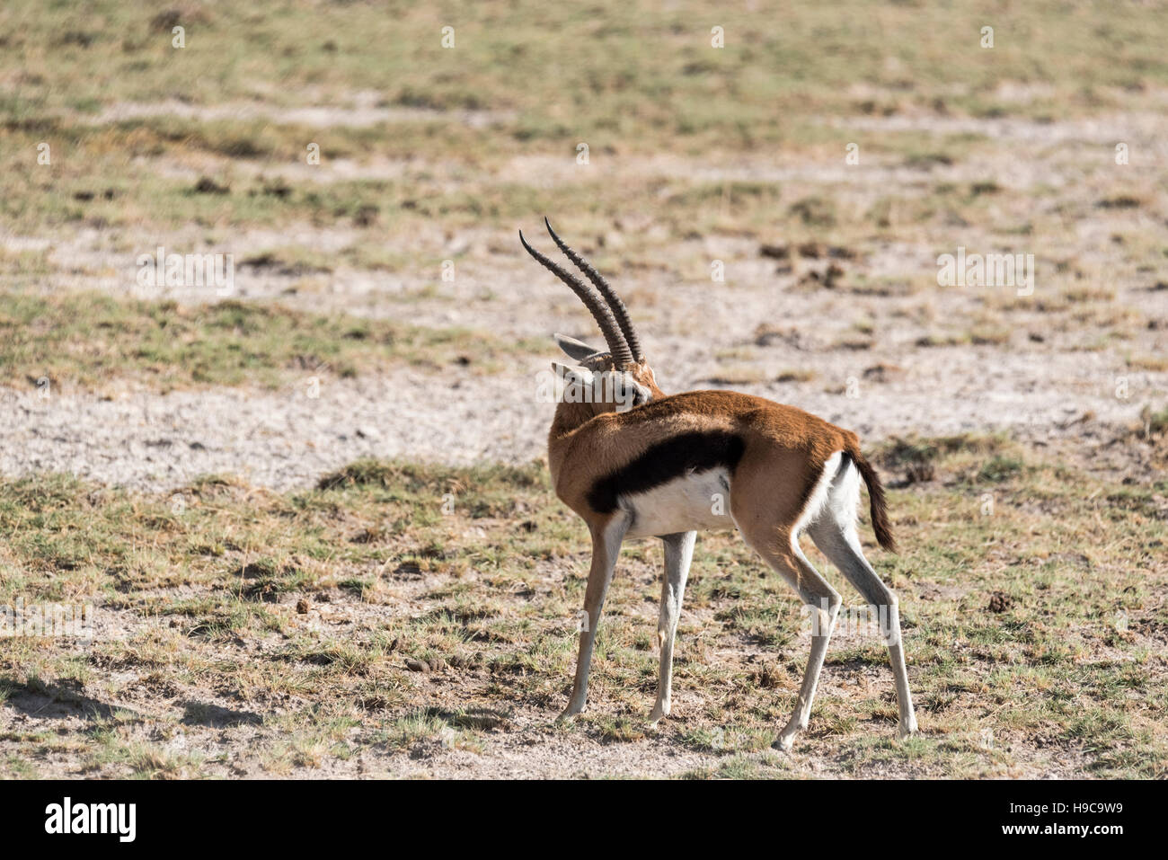 Gazzella a riposo immagini e fotografie stock ad alta risoluzione - Alamy
