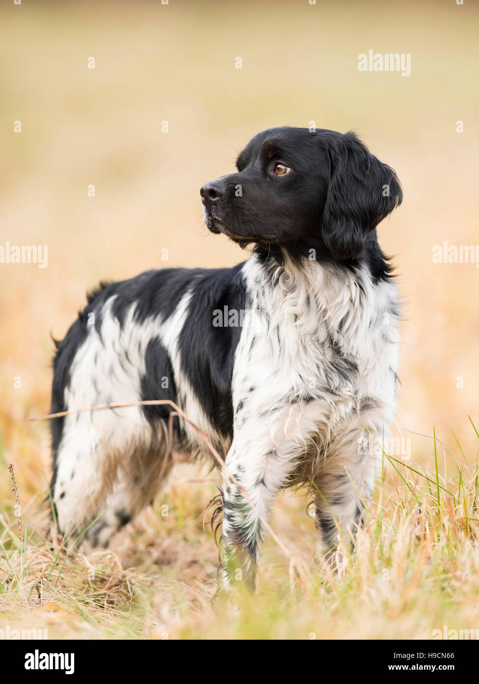 Un Francese Epagneul Breton cane da caccia Foto stock - Alamy