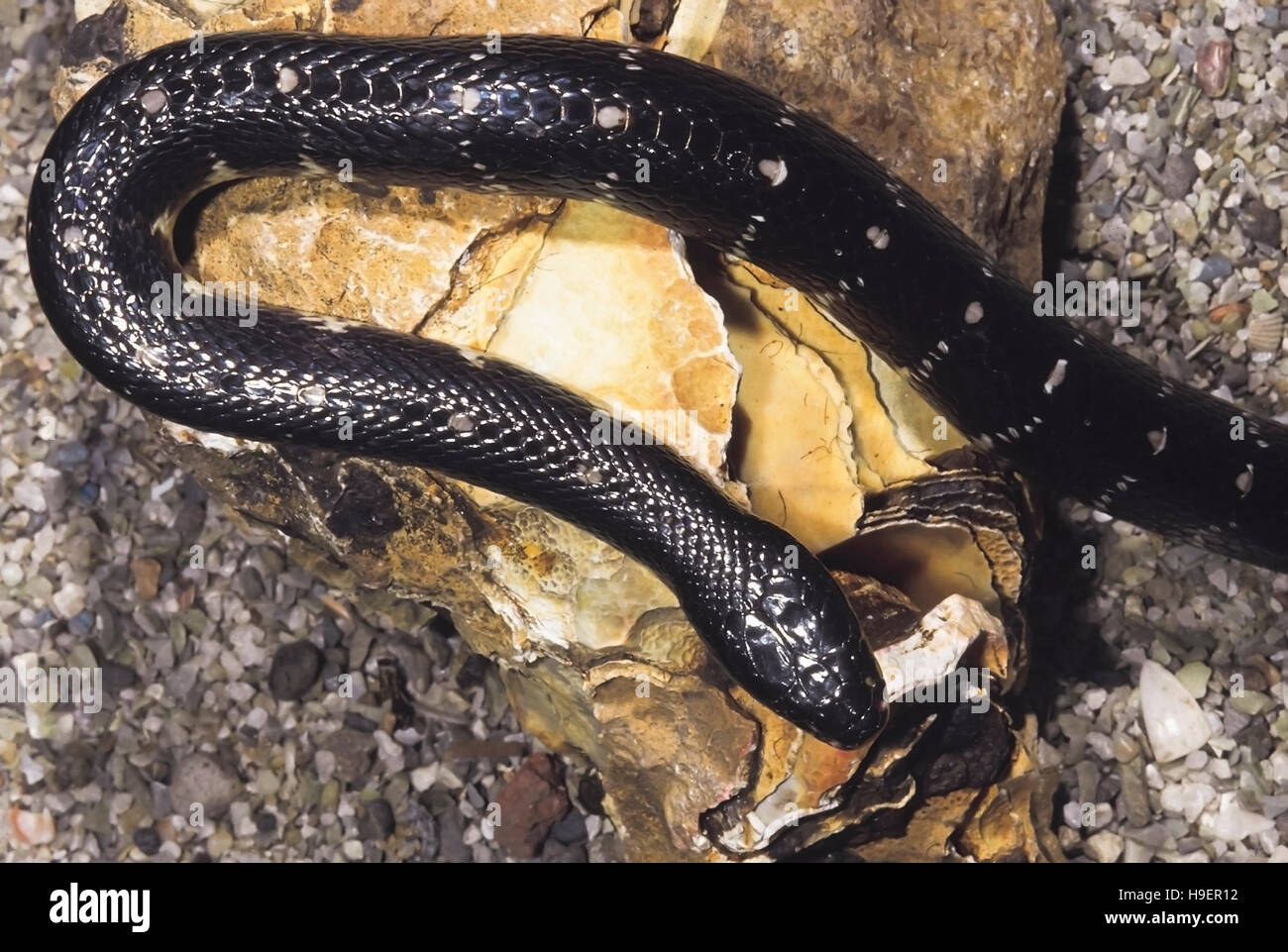 Snake common krait bungarus caeruleus immagini e fotografie stock ad ...
