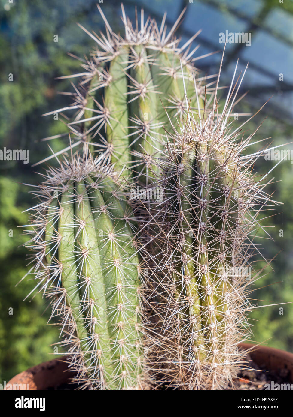 Pianta cactacea immagini e fotografie stock ad alta risoluzione - Alamy