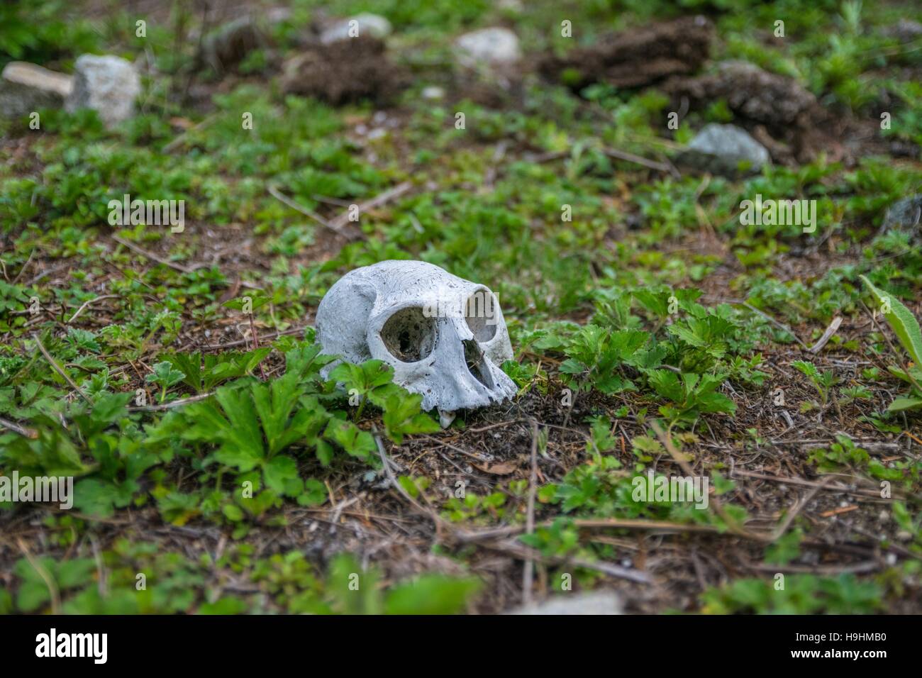 Scheletro scimmia immagini e fotografie stock ad alta risoluzione - Alamy