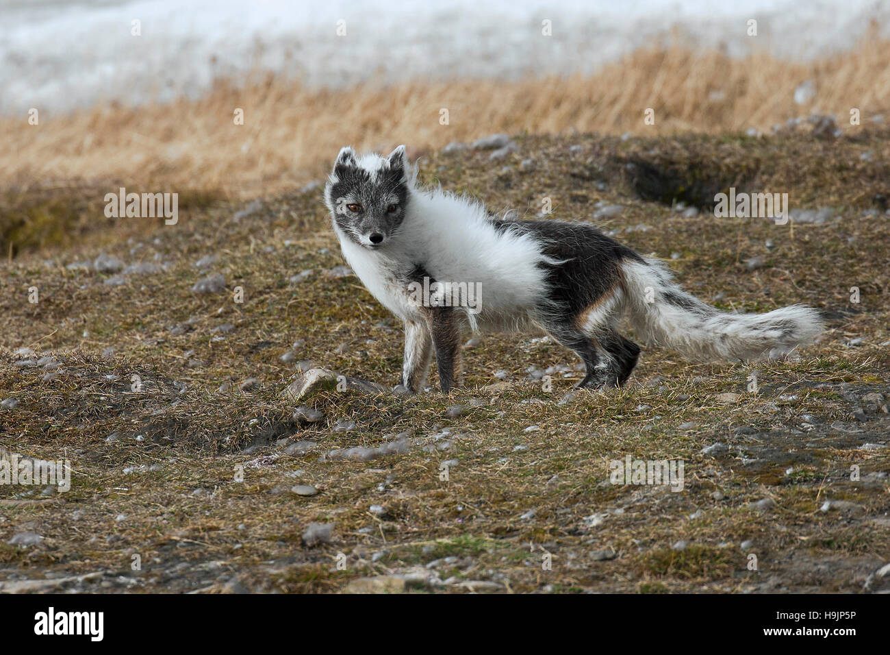 Volpe artica blu immagini e fotografie stock ad alta risoluzione - Alamy