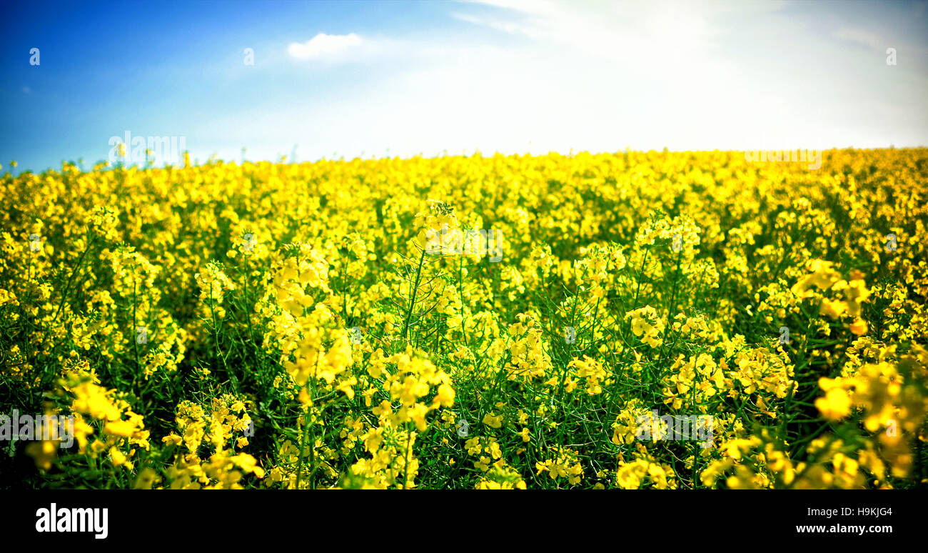 Campo di senape gialla immagini e fotografie stock ad alta risoluzione ...