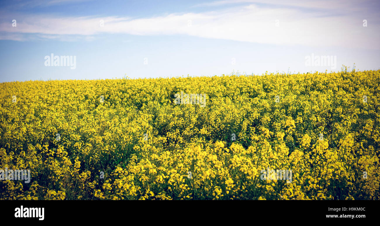 Campo di senape gialla immagini e fotografie stock ad alta risoluzione ...