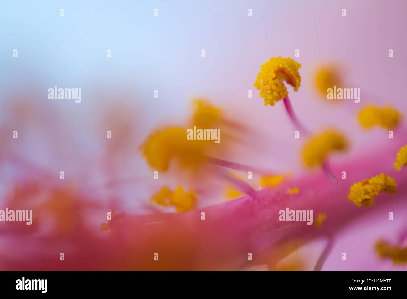 Polline delle piante immagini e fotografie stock ad alta risoluzione ...