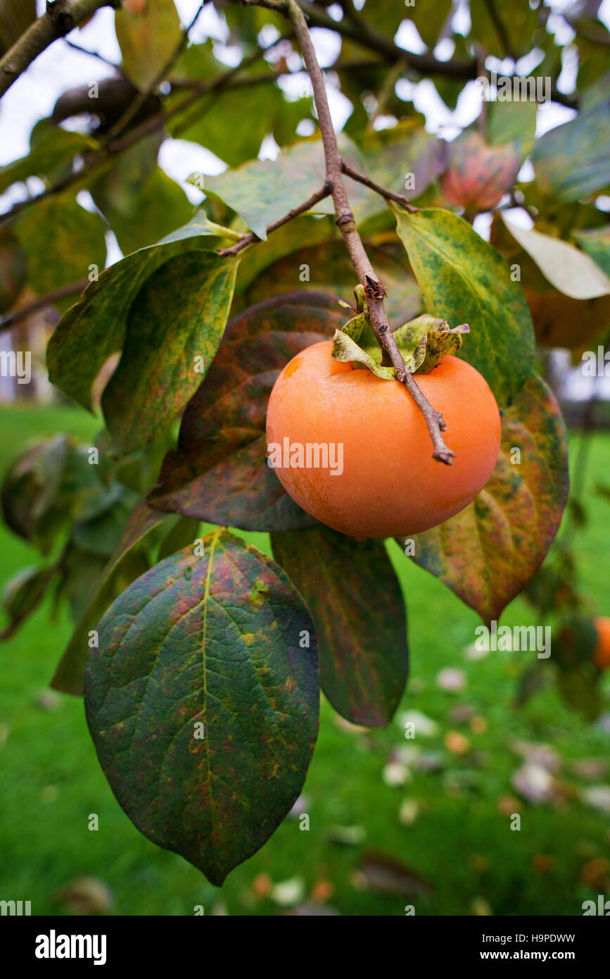 Persimmon tree e di colore arancio brillante contrasto cachi ...