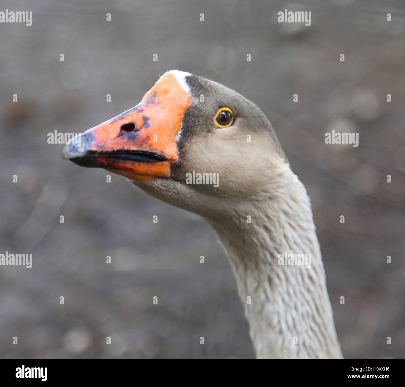 Becco e collo lungo immagini e fotografie stock ad alta risoluzione - Alamy