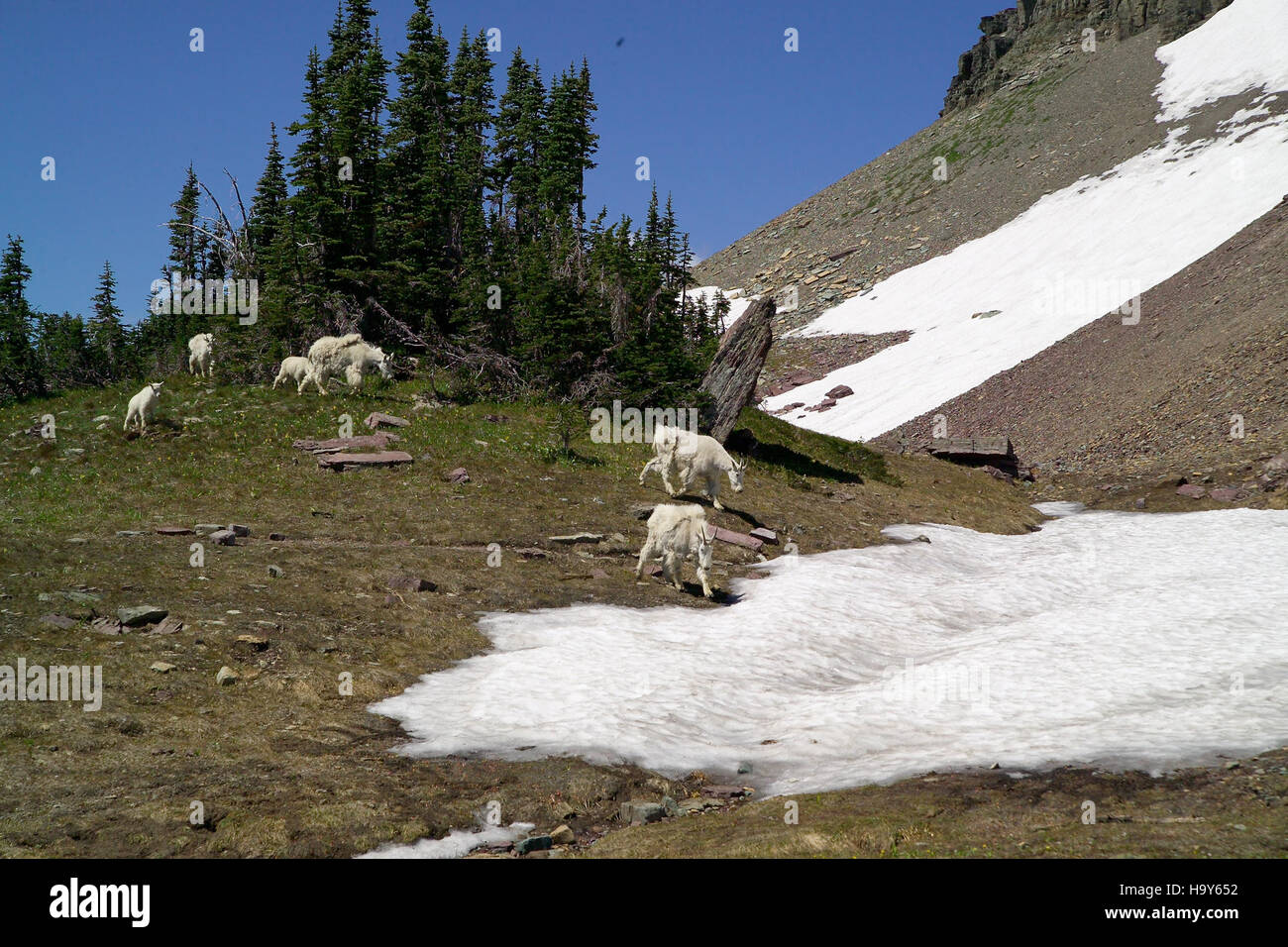 La scienza delle capre di montagna immagini e fotografie stock ad alta ...
