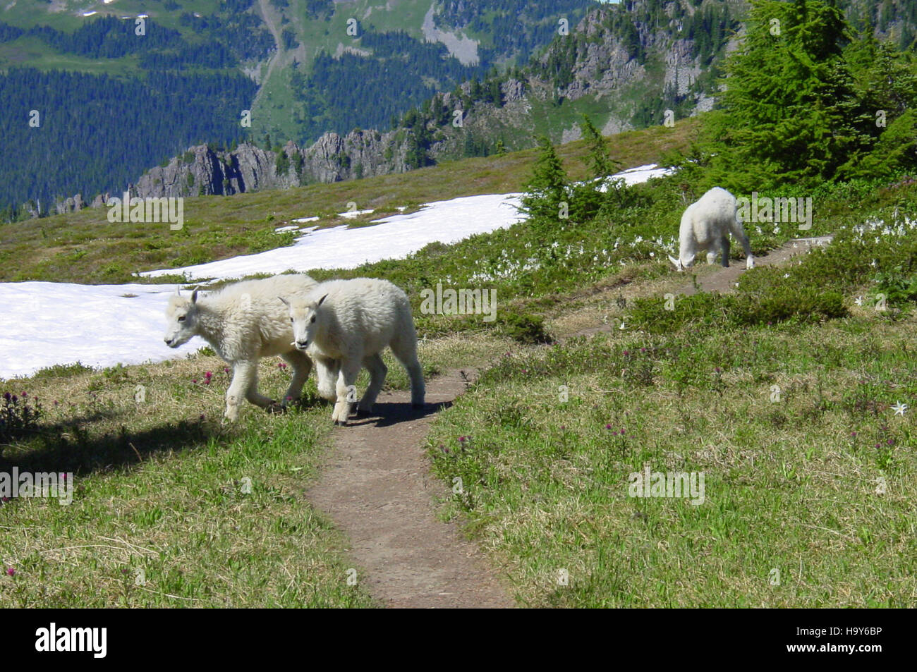 La scienza delle capre di montagna immagini e fotografie stock ad alta ...