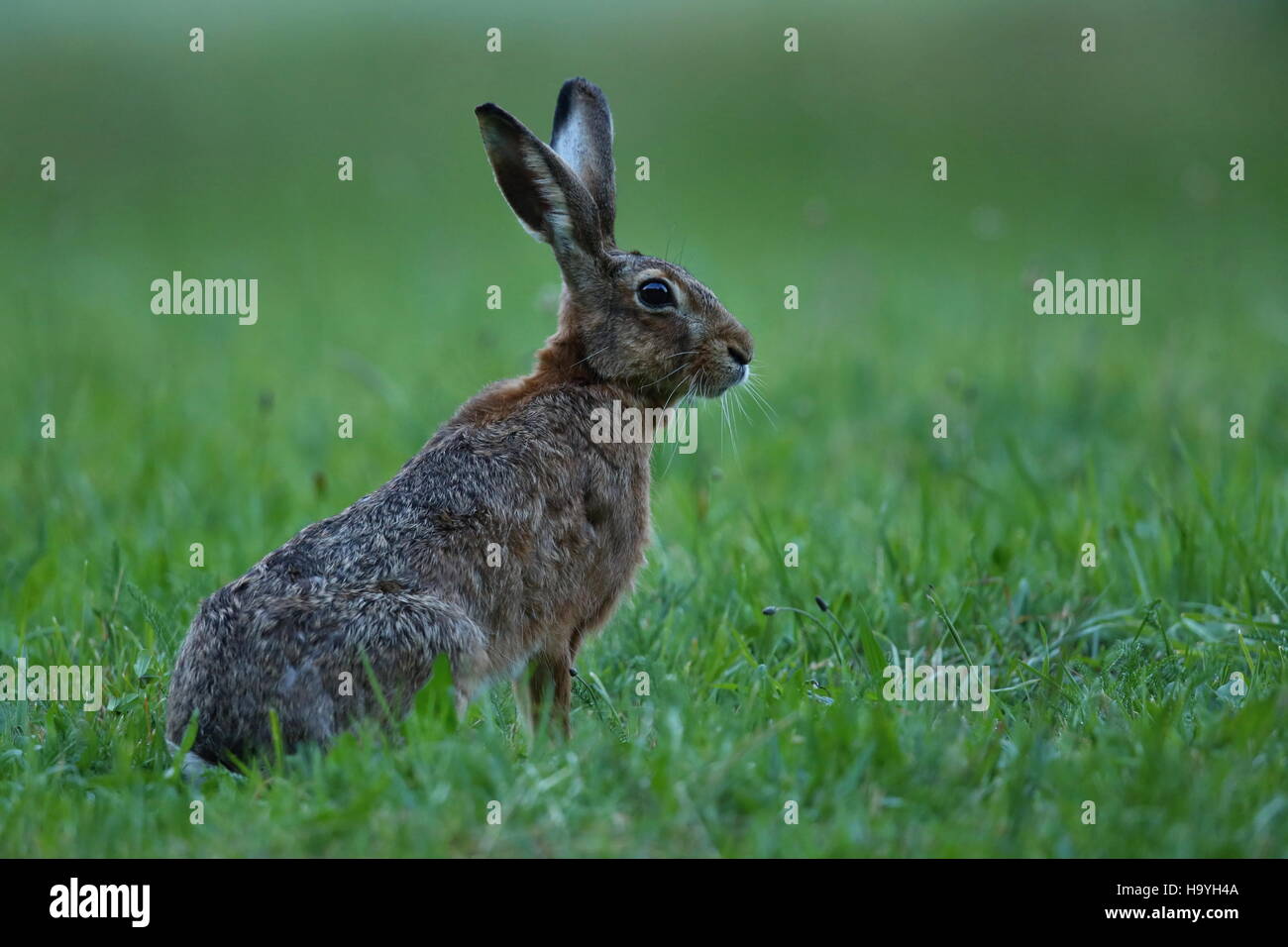 Lepre in bella luce sulla prateria verde,vita selvatica, animale ...