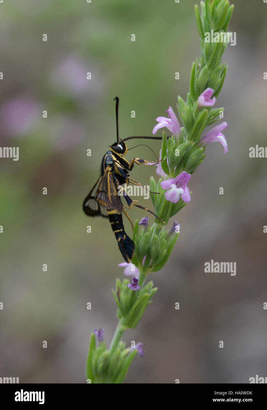 Clearwing moths immagini e fotografie stock ad alta risoluzione - Alamy