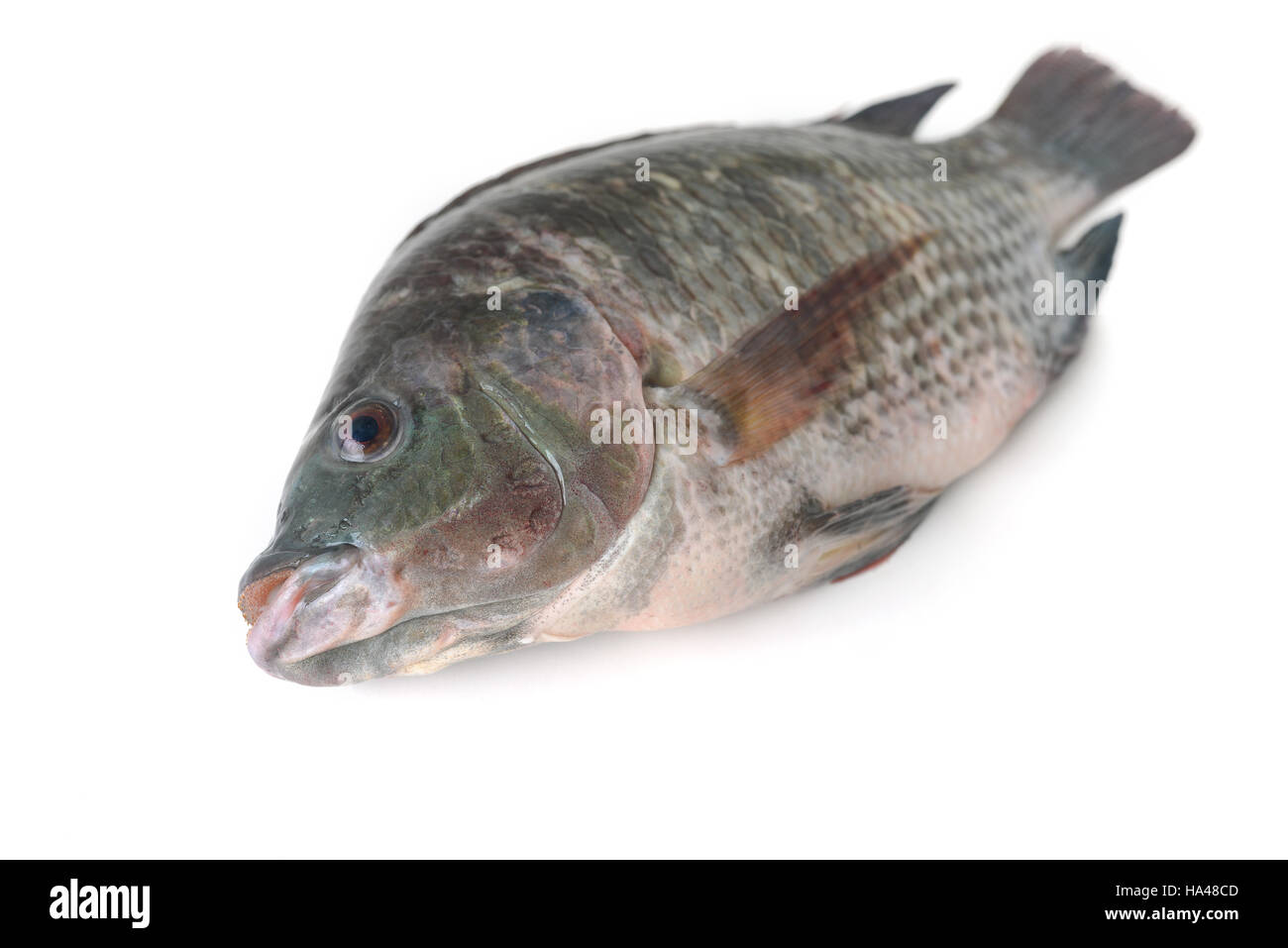 Pesce bianco crudo immagini e fotografie stock ad alta risoluzione - Alamy