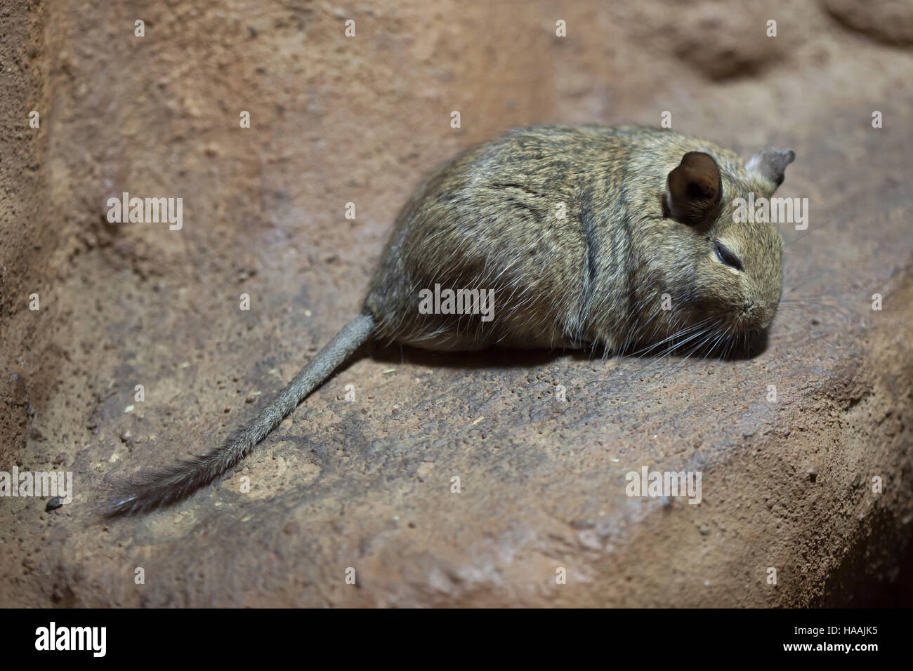Ratto endemico immagini e fotografie stock ad alta risoluzione - Alamy