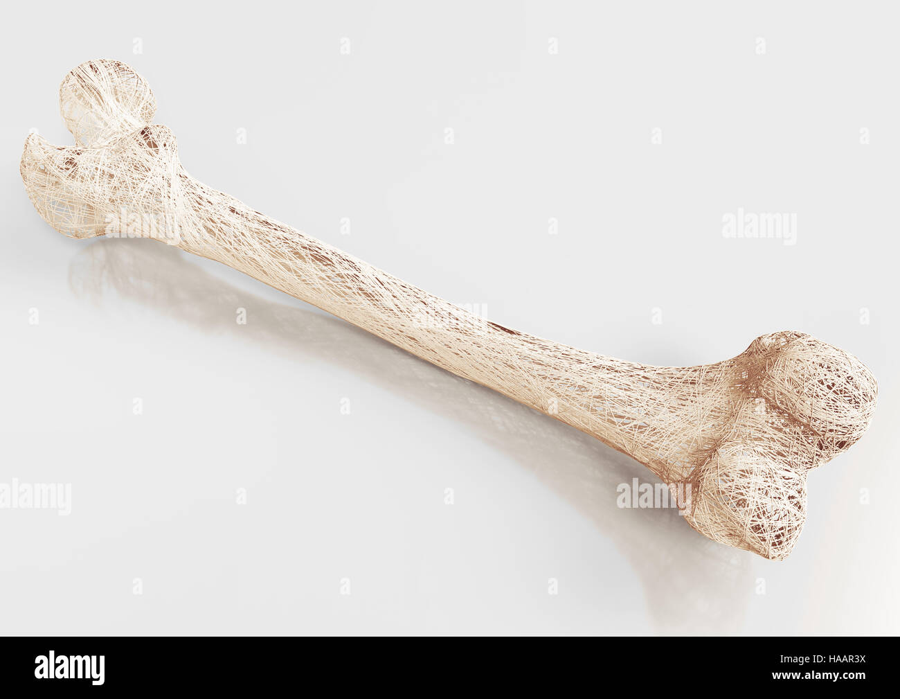 Ossa arto superiore anatomia immagini e fotografie stock ad alta ...